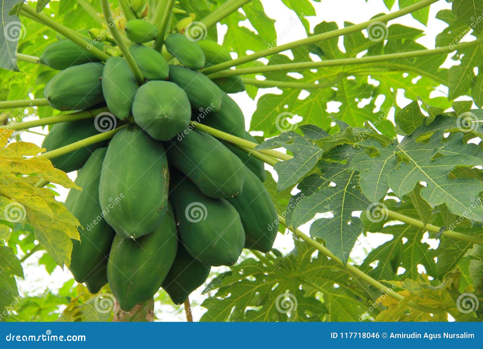 Planta e fruto da papaia foto de stock. Imagem de papaias - 117718046