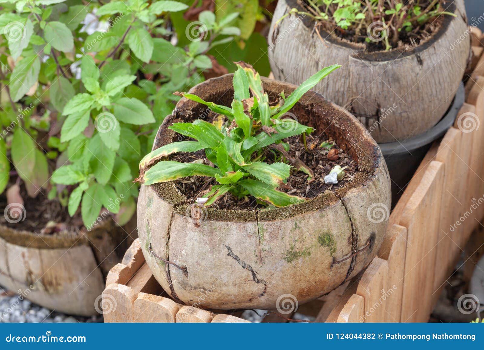 Planta En El Coco Shell Pot Para La Decoración Foto de archivo - Imagen ...