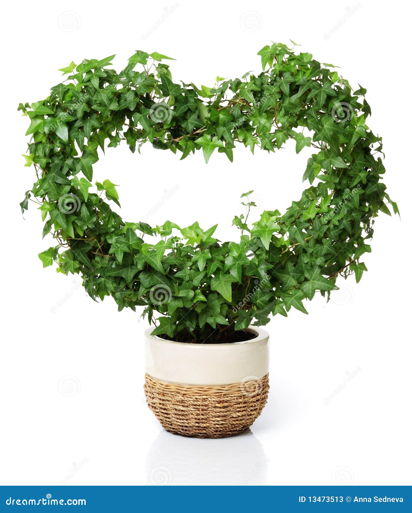 Planta en forma de corazón imagen de archivo. Imagen de cubo - 13473513