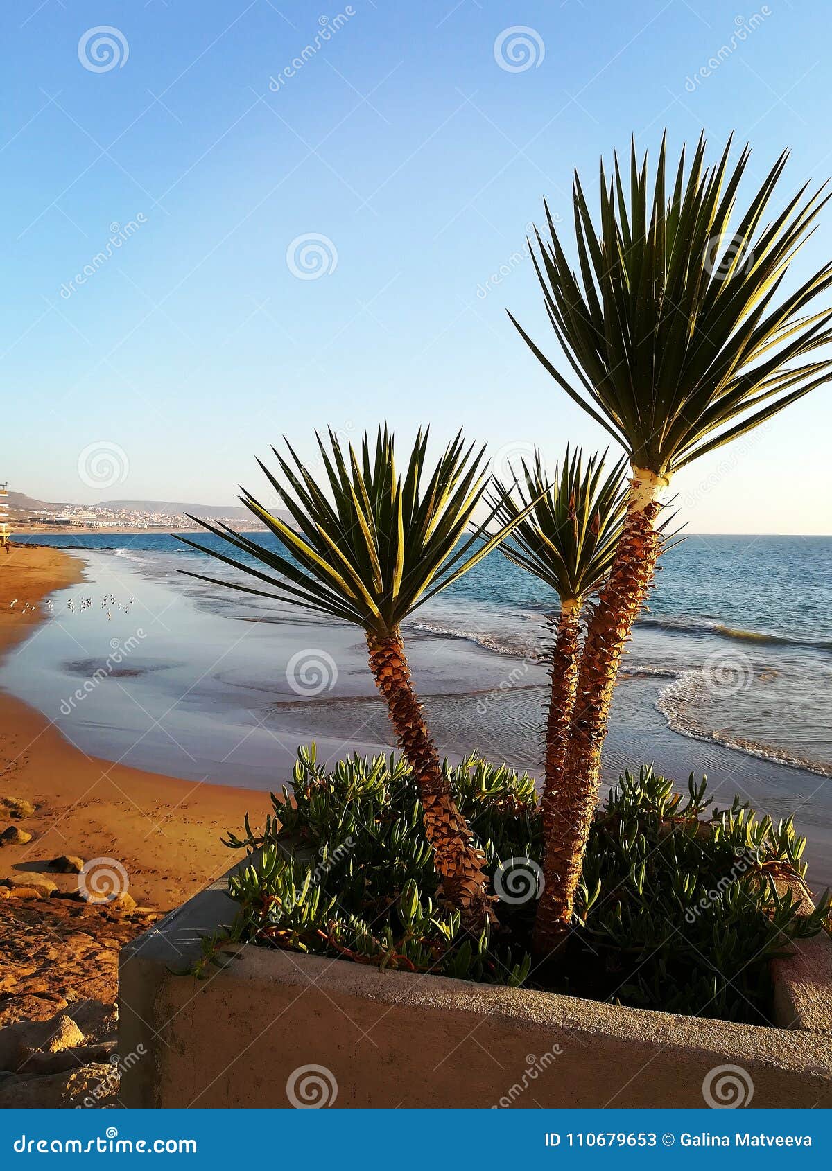 Planta en la playa imagen de archivo. Imagen de verano - 110679653