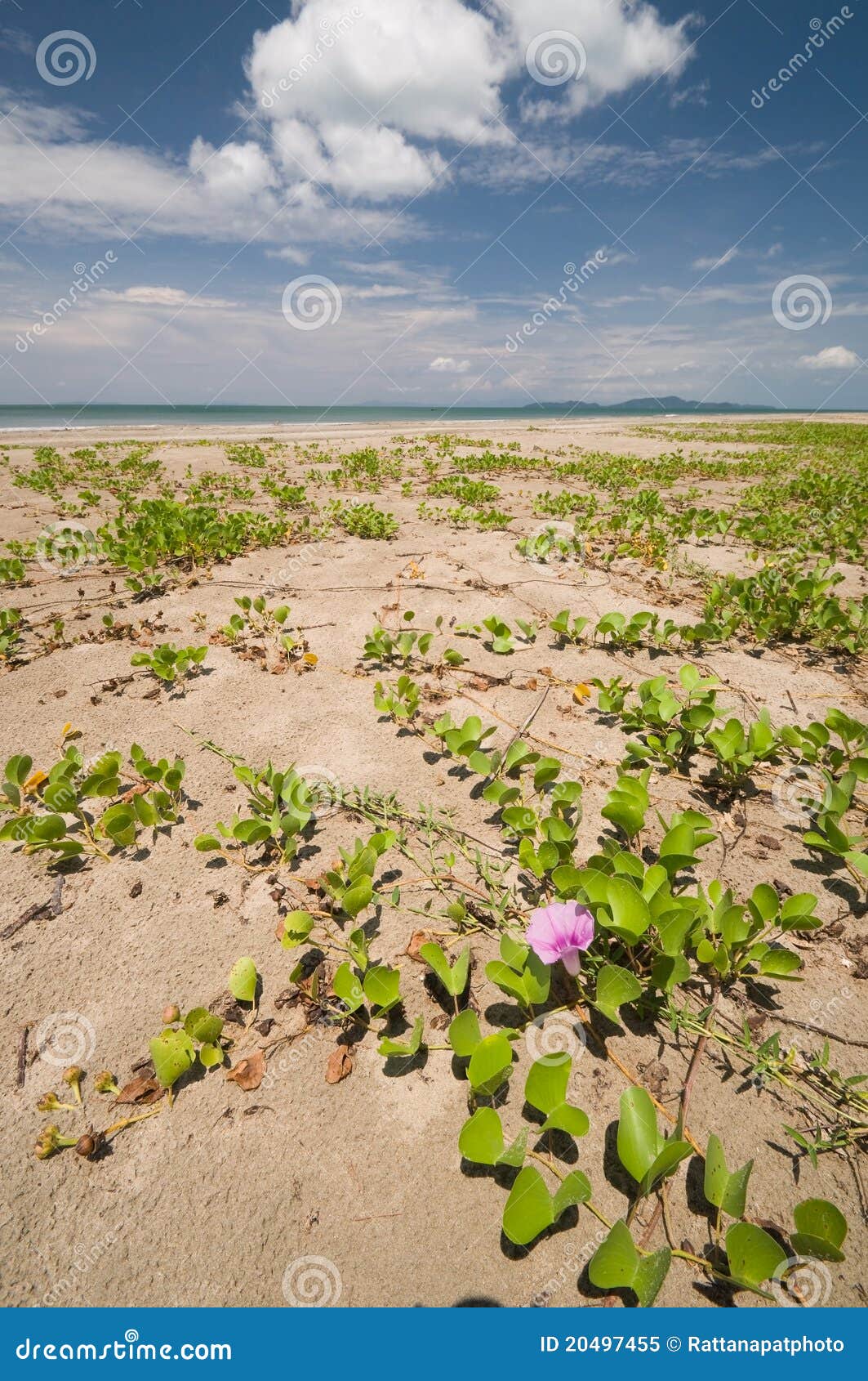 Planta en la playa imagen de archivo. Imagen de verano - 20497455