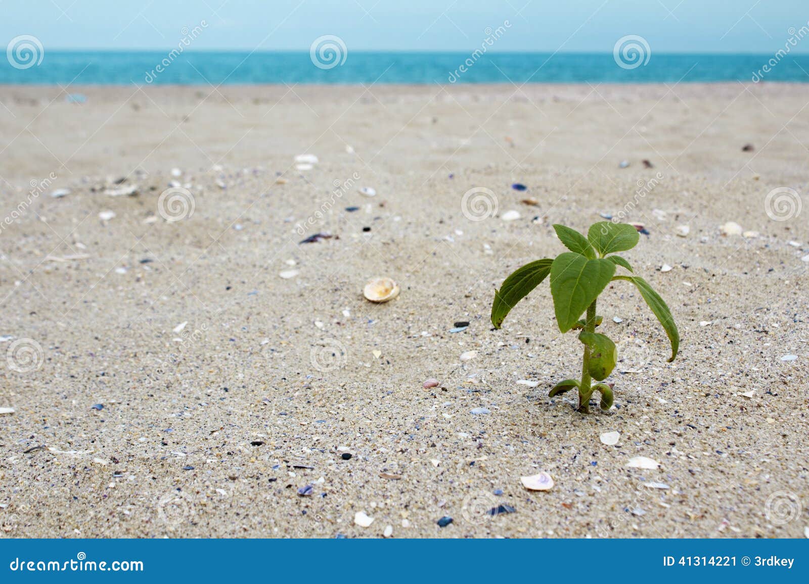 Planta en la playa imagen de archivo. Imagen de ambiente - 41314221