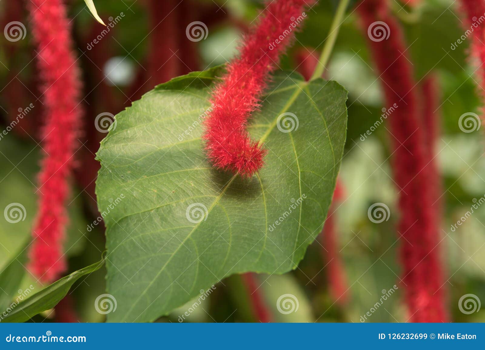 Planta Encarnado Da Cauda De Gatos Imagem de Stock - Imagem de beleza ...