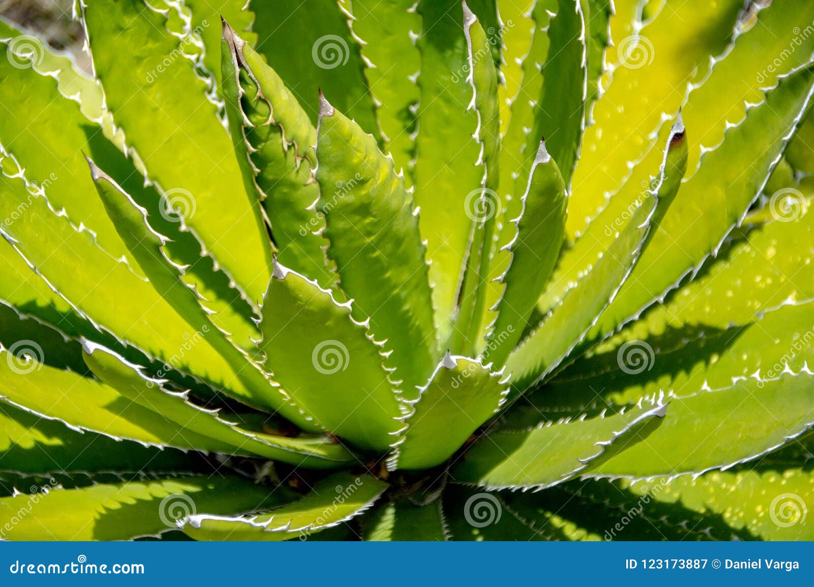 Planta Enorme Verde Com Espada-folhas Afiadas Imagem de Stock - Imagem ...
