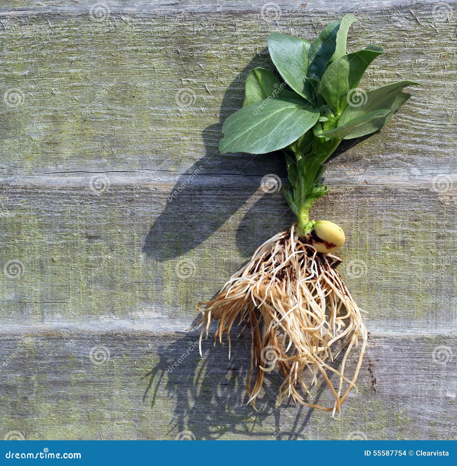 Planta Entera Semilla, Hojas Y Raíces Foto de archivo - Imagen de ...