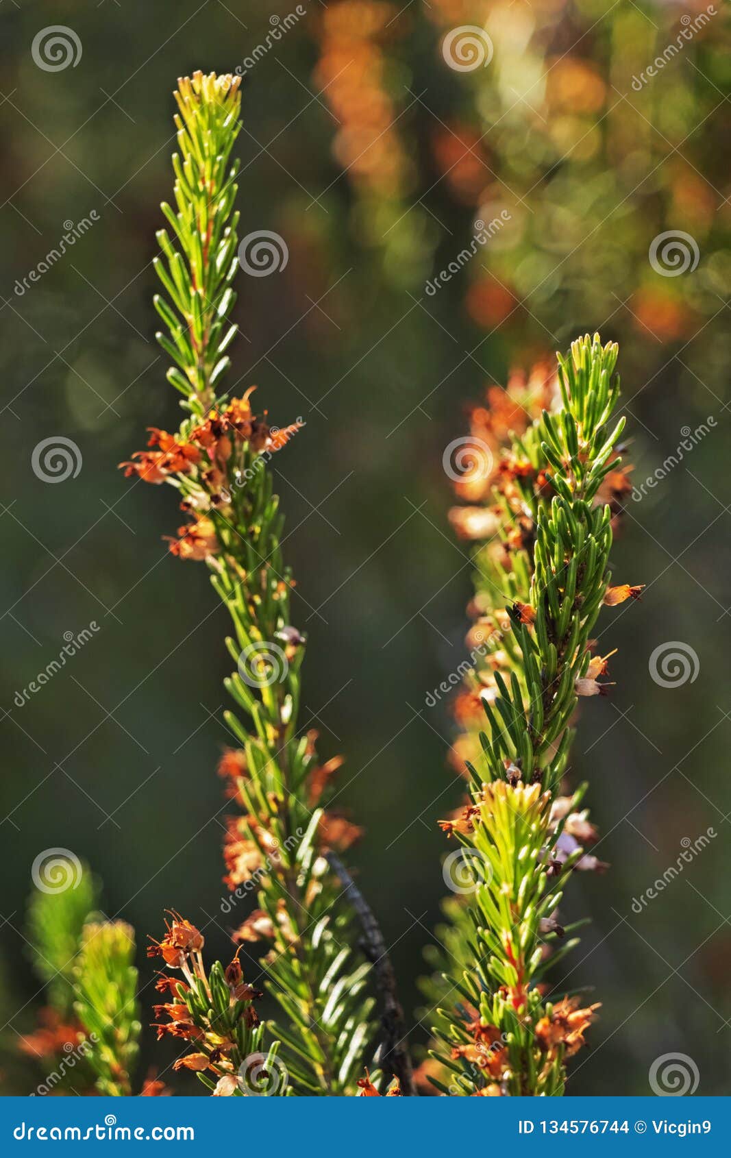 Planta Erica de Heath foto de archivo. Imagen de modelo - 134576744