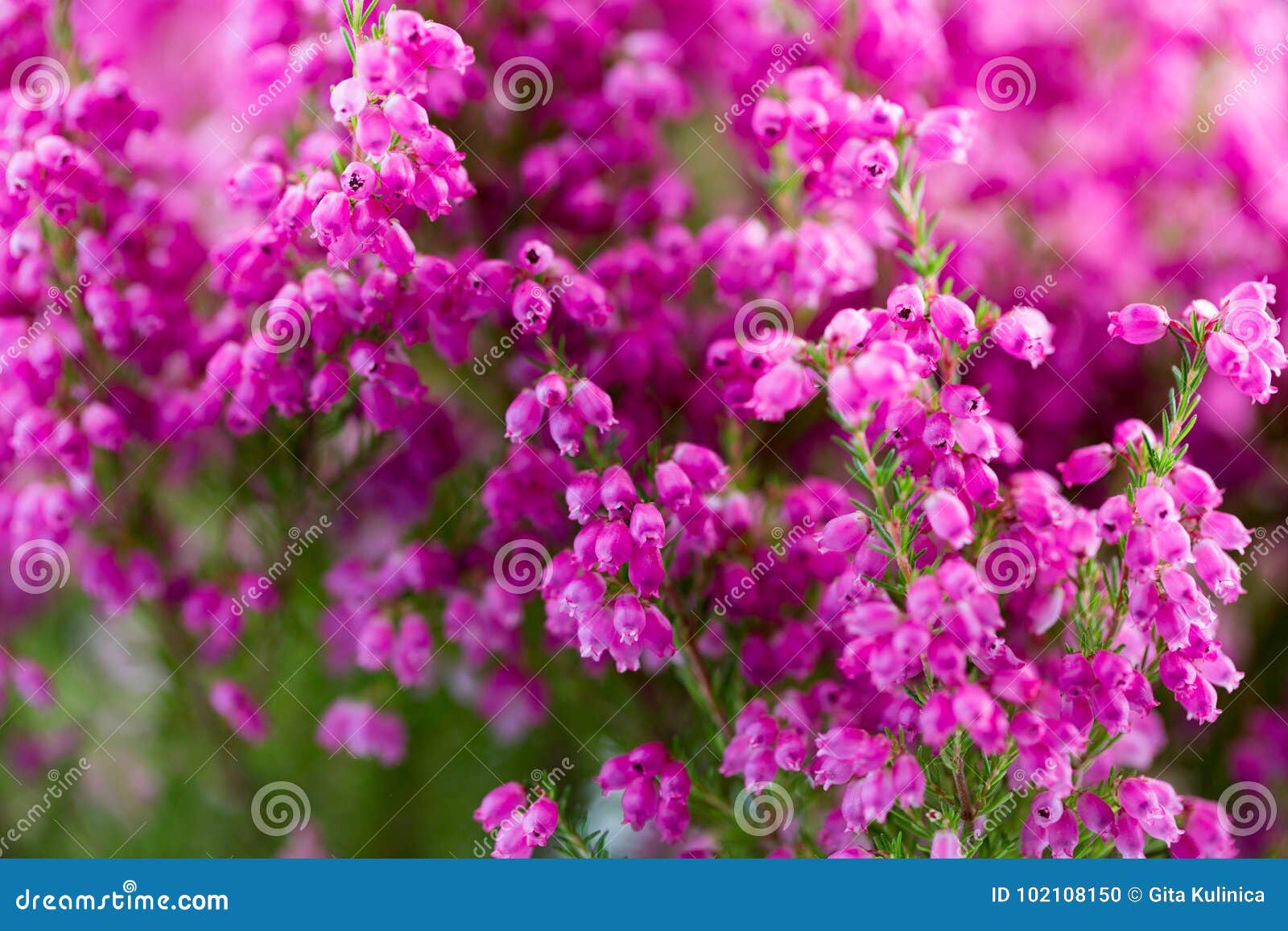 Planta Erica gracilis foto de archivo. Imagen de octubre - 102108150