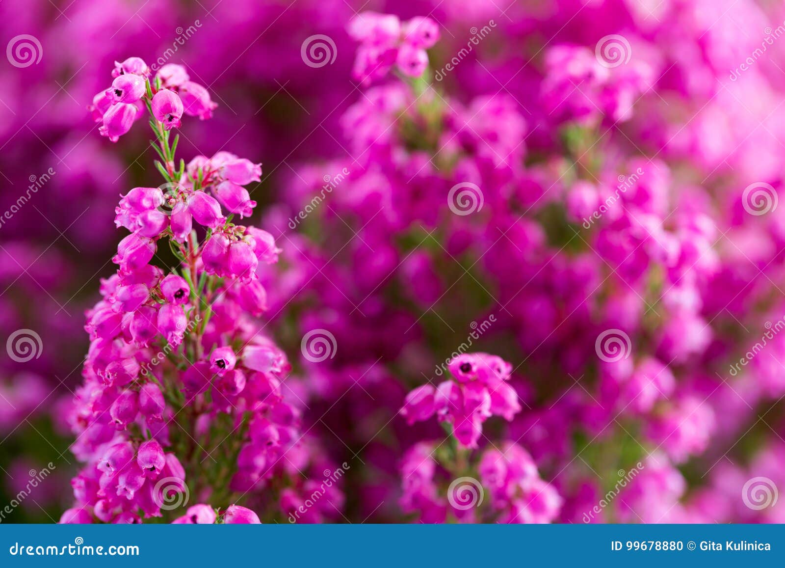 Planta Erica gracilis foto de archivo. Imagen de flores - 99678880