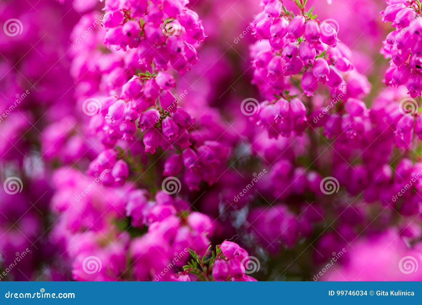 Planta Erica gracilis foto de archivo. Imagen de vivo - 99746034