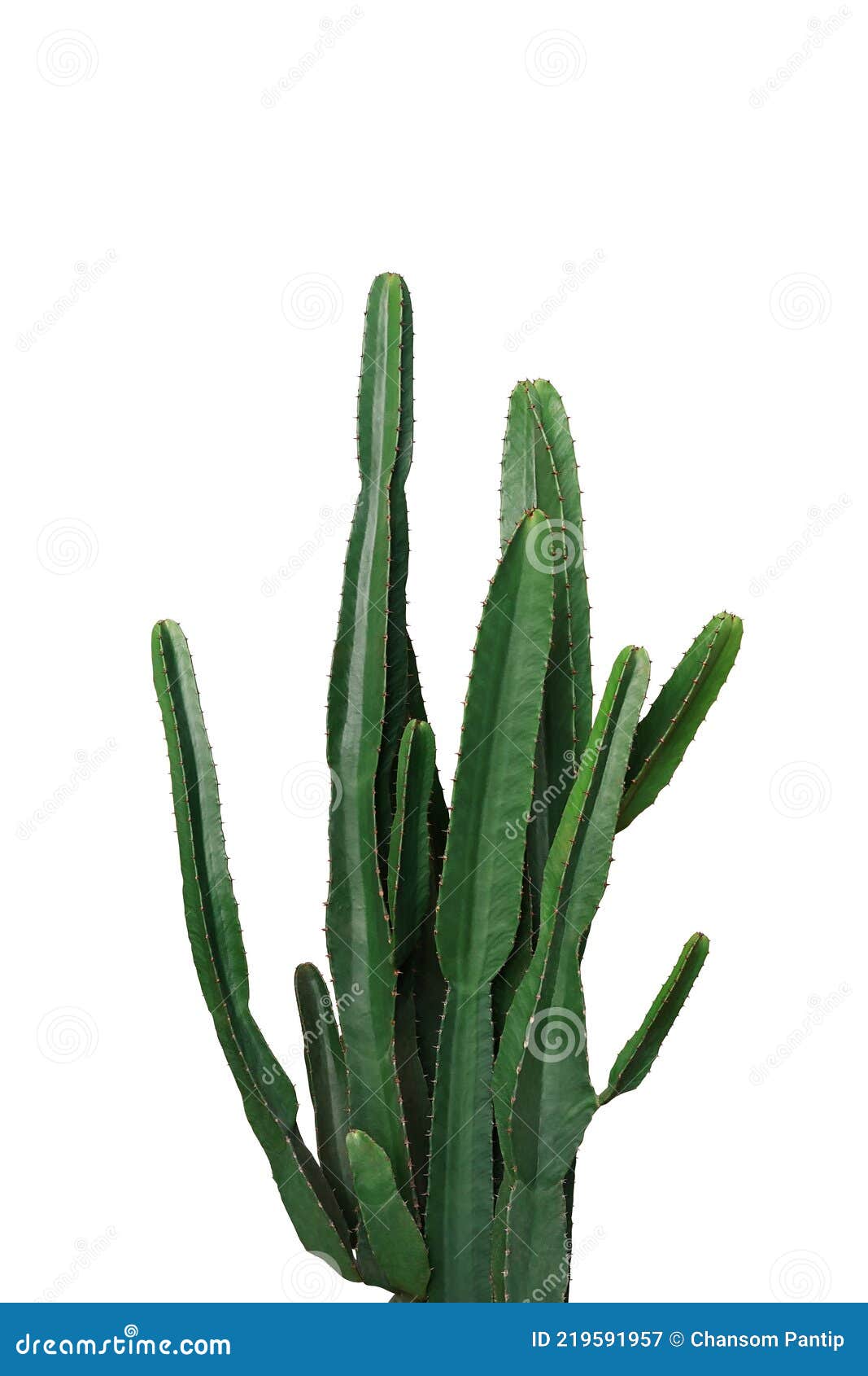 Planta Espinhosa Ornamental Com Caules Suculentos Verdes-escuros De ... Planta Espinhosa Ornamental Com Caules Suculentos Verdes-escuros De ...