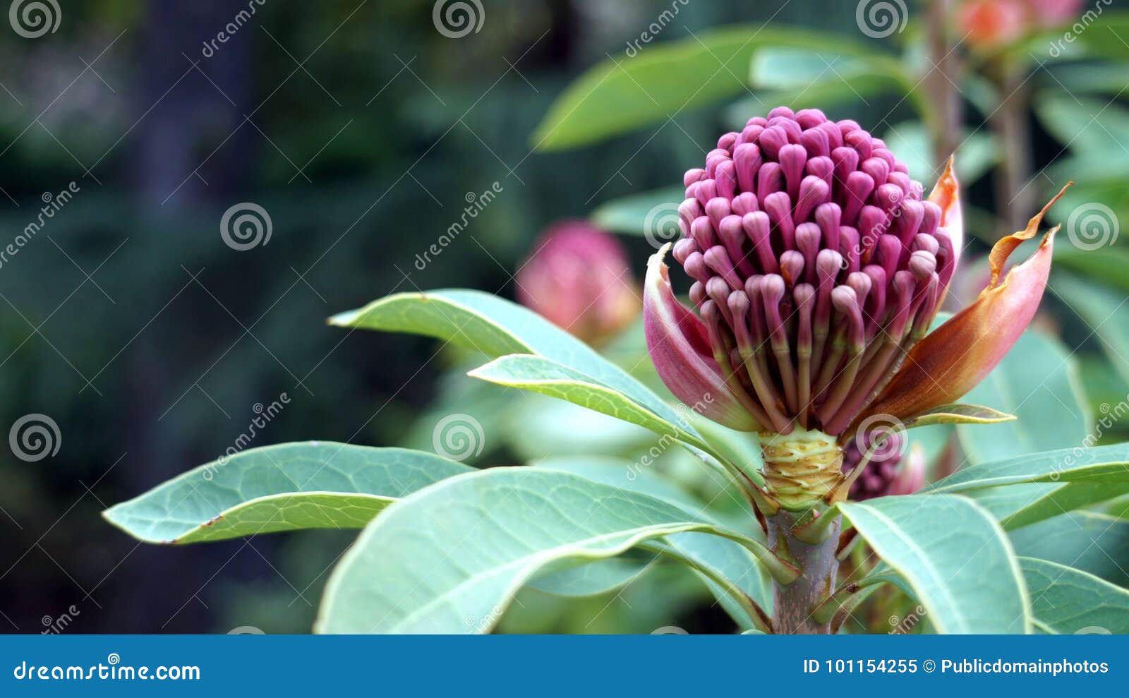 Planta, Flora, Vegeta??o, Flor Imagem. Imagem: 101154255