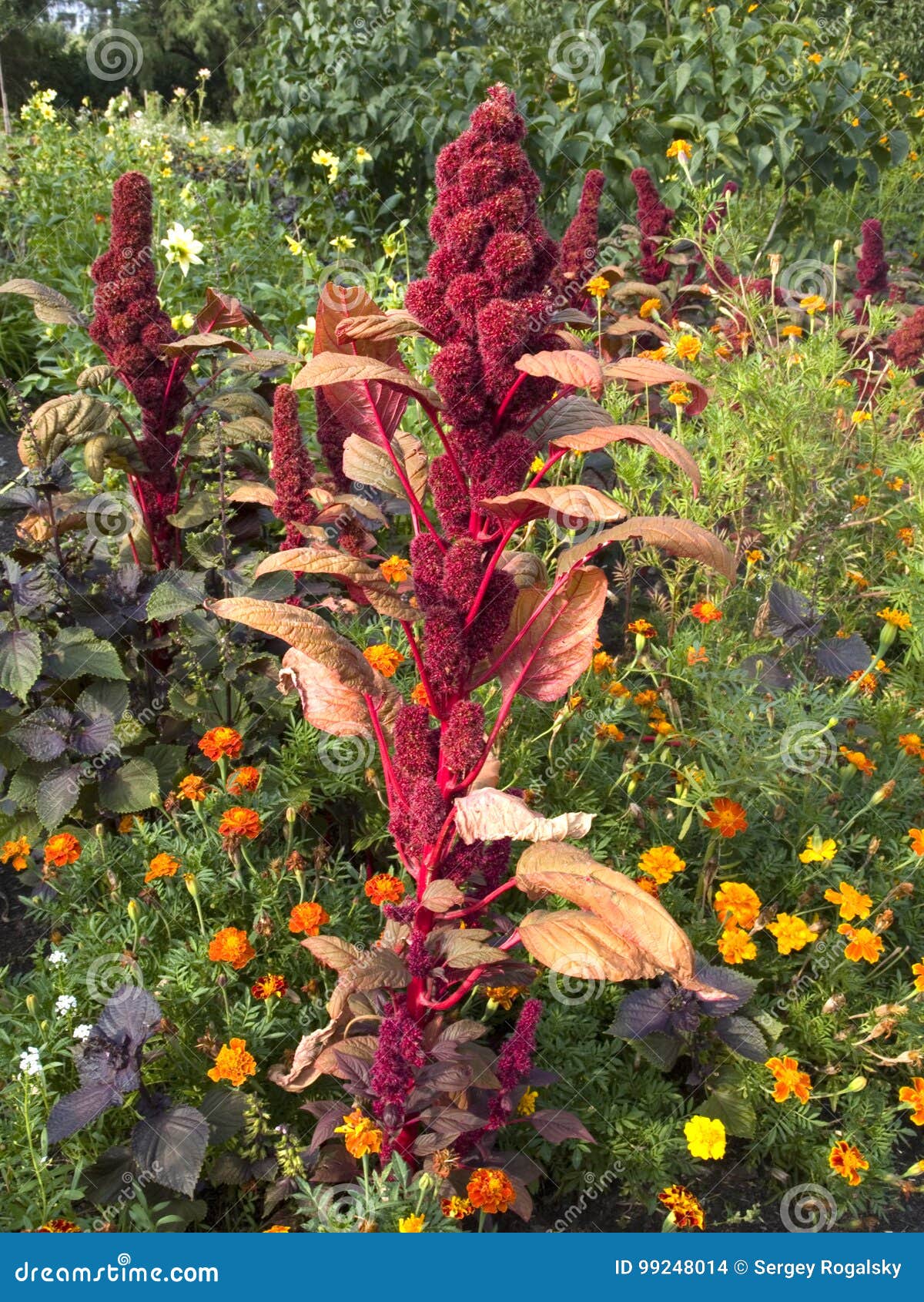 Planta Floreciente Del Amaranto Foto de archivo - Imagen de parque ...