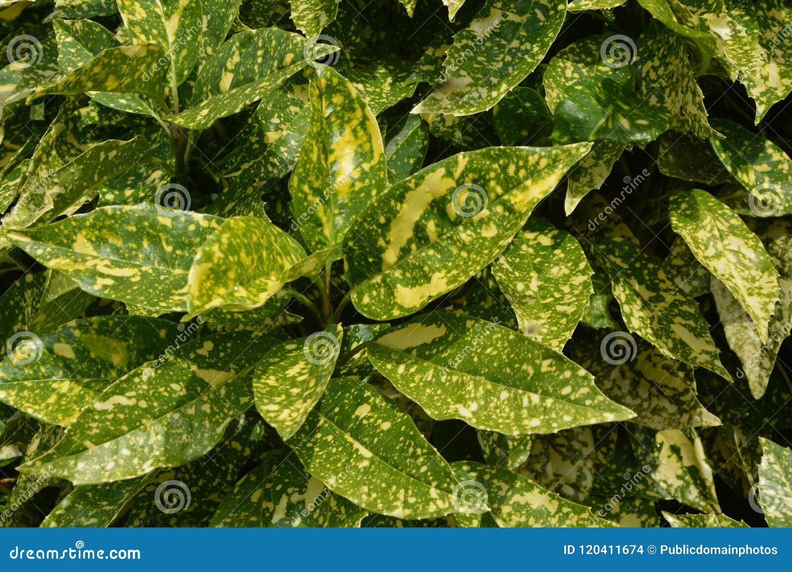 Planta, Folha, Sempre-verde, Erva Imagem. Imagem: 120411674