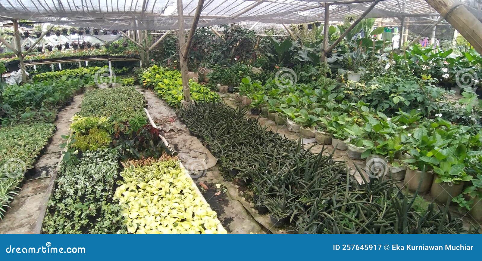 Planta foliar de viveiro imagem de stock. Imagem de planta - 257645917