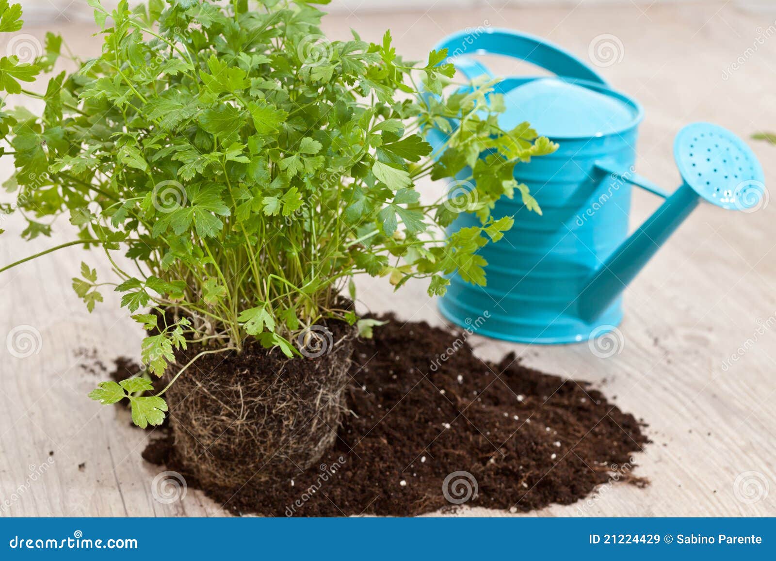 Planta fresca da salsa imagem de stock. Imagem de ingrediente - 21224429