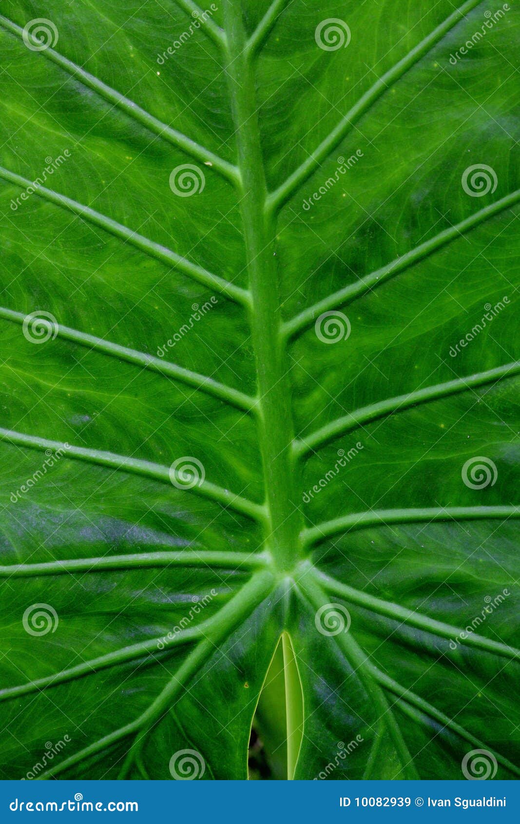 Planta frondosa verde imagem de stock. Imagem de folha - 10082939