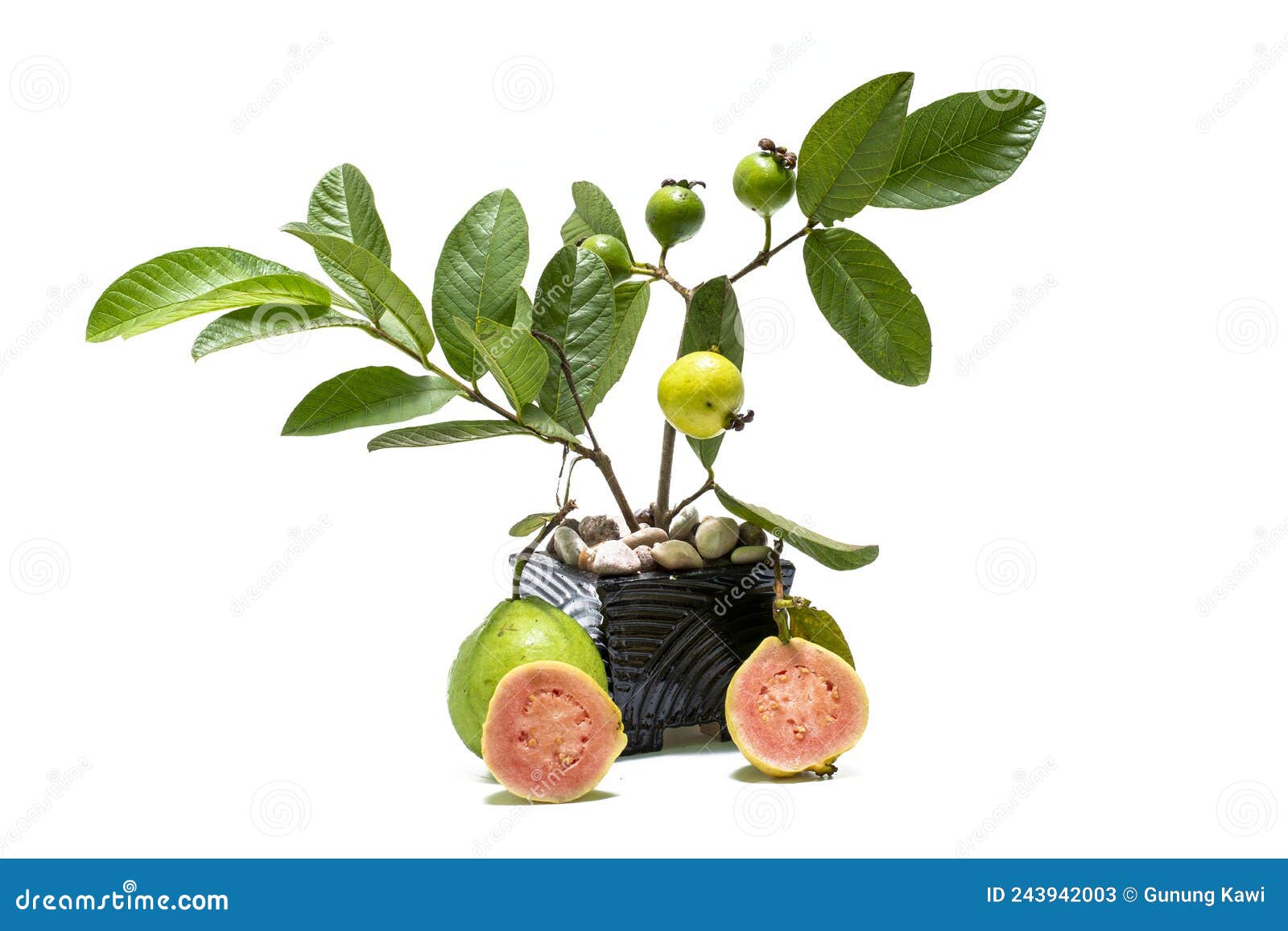 Planta Goiaba Em Fundo Branco Imagem de Stock - Imagem de elementos ...