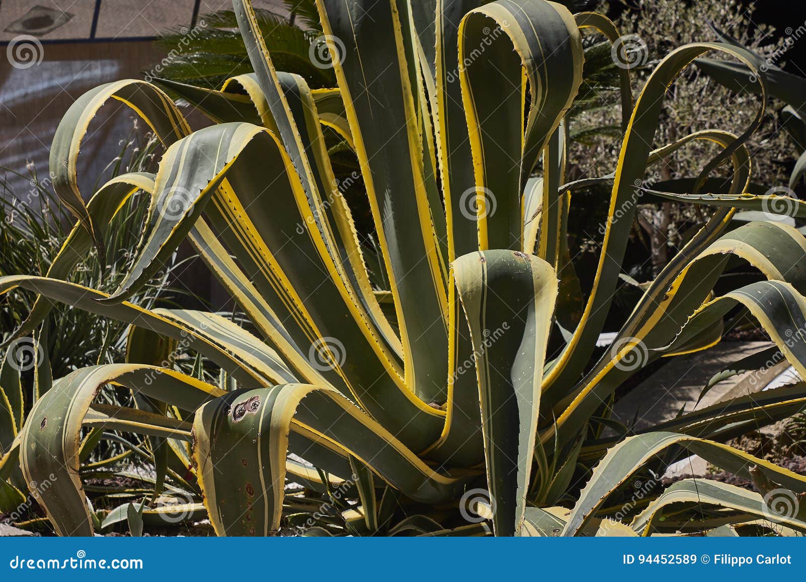 Planta grasienta imagen de archivo. Imagen de agujas - 94452589