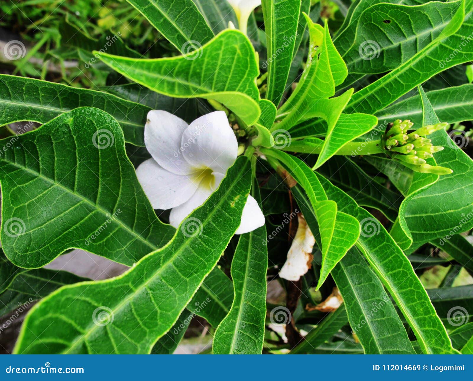 Planta Hermosa De La Flor Blanca Imagen de archivo - Imagen de flora ...