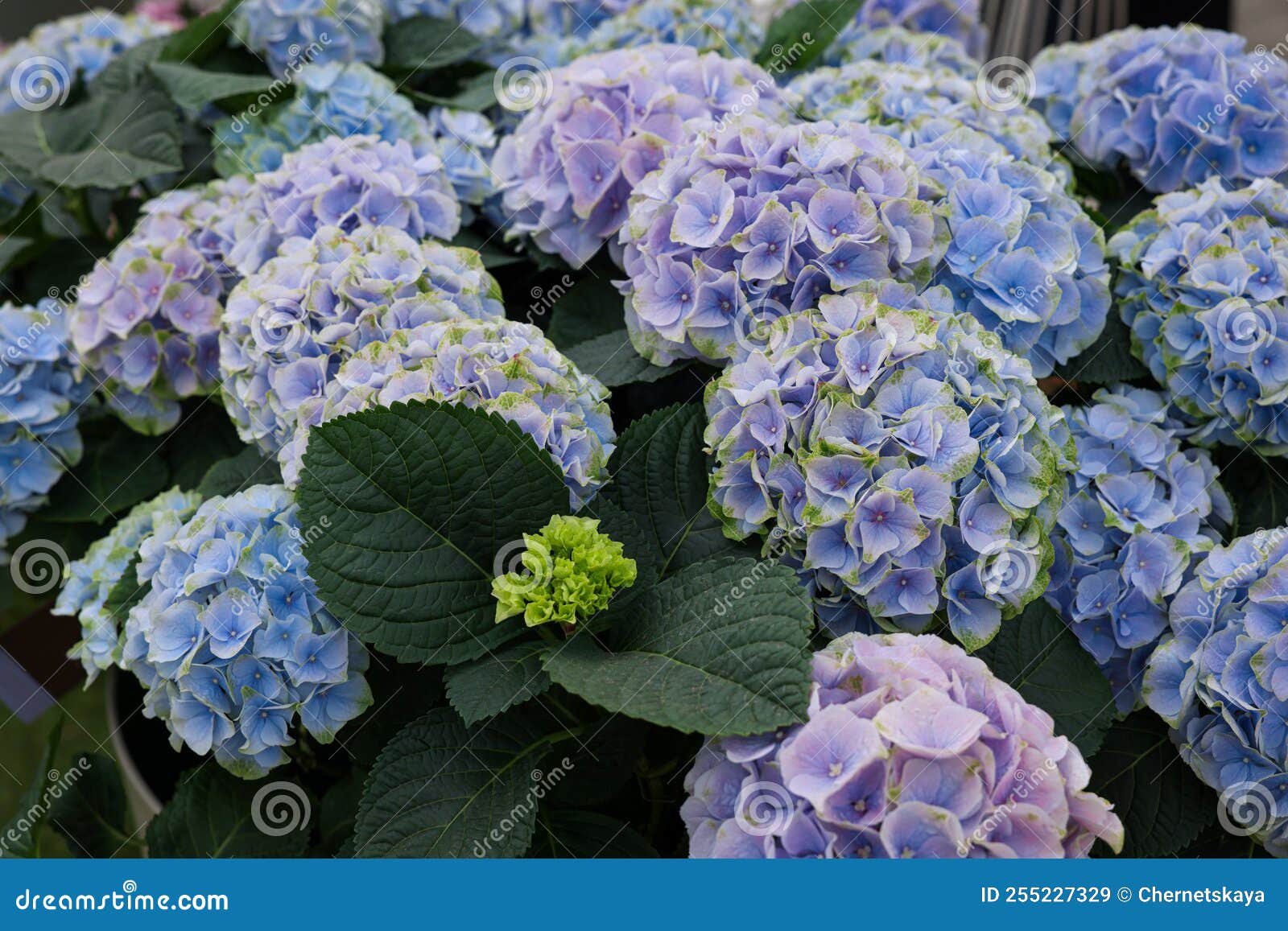 Planta Hydrangea Com Belas Flores E Vista Aproximada Imagem de Stock ...