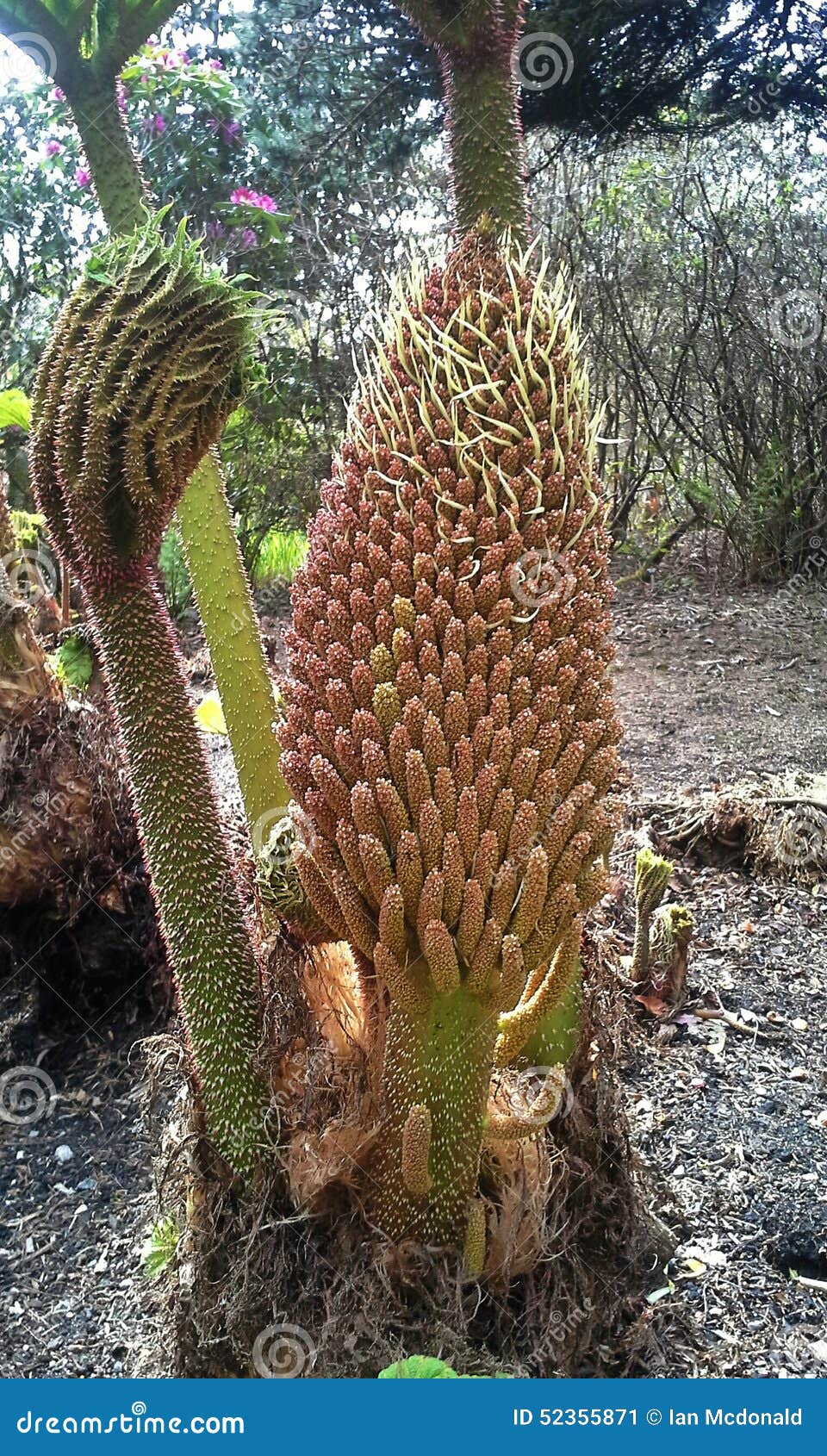 Planta inusual imagen de archivo. Imagen de verano, flor - 52355871