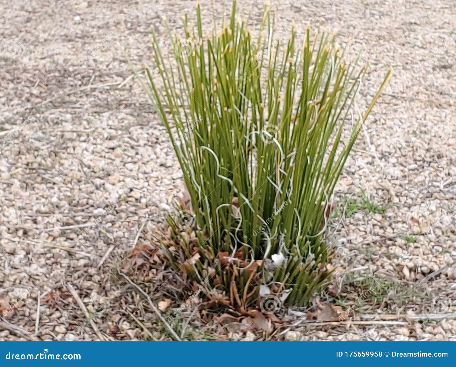 Planta inusual foto de archivo. Imagen de oscuro, inusual - 175659958