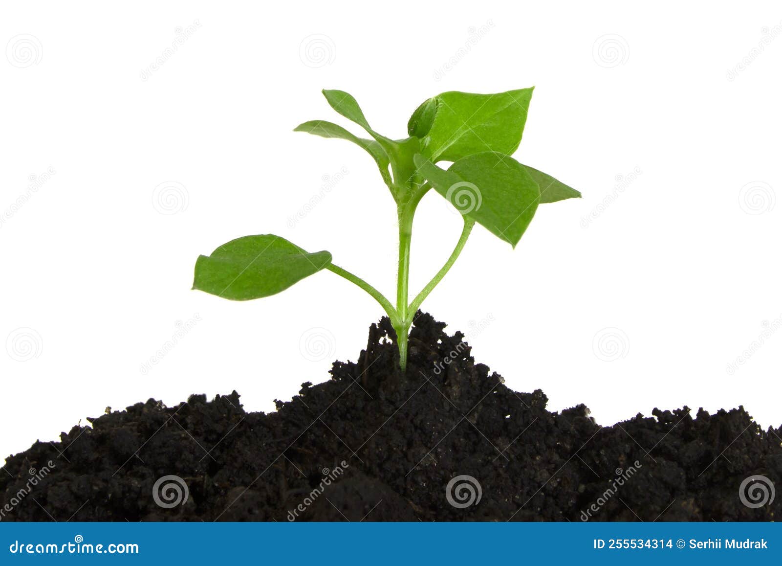 Planta Joven Que Crece a Partir Del Brote Del Suelo Con Gotas De Agua ... Planta Joven Que Crece a Partir Del Brote Del Suelo Con Gotas De Agua ...