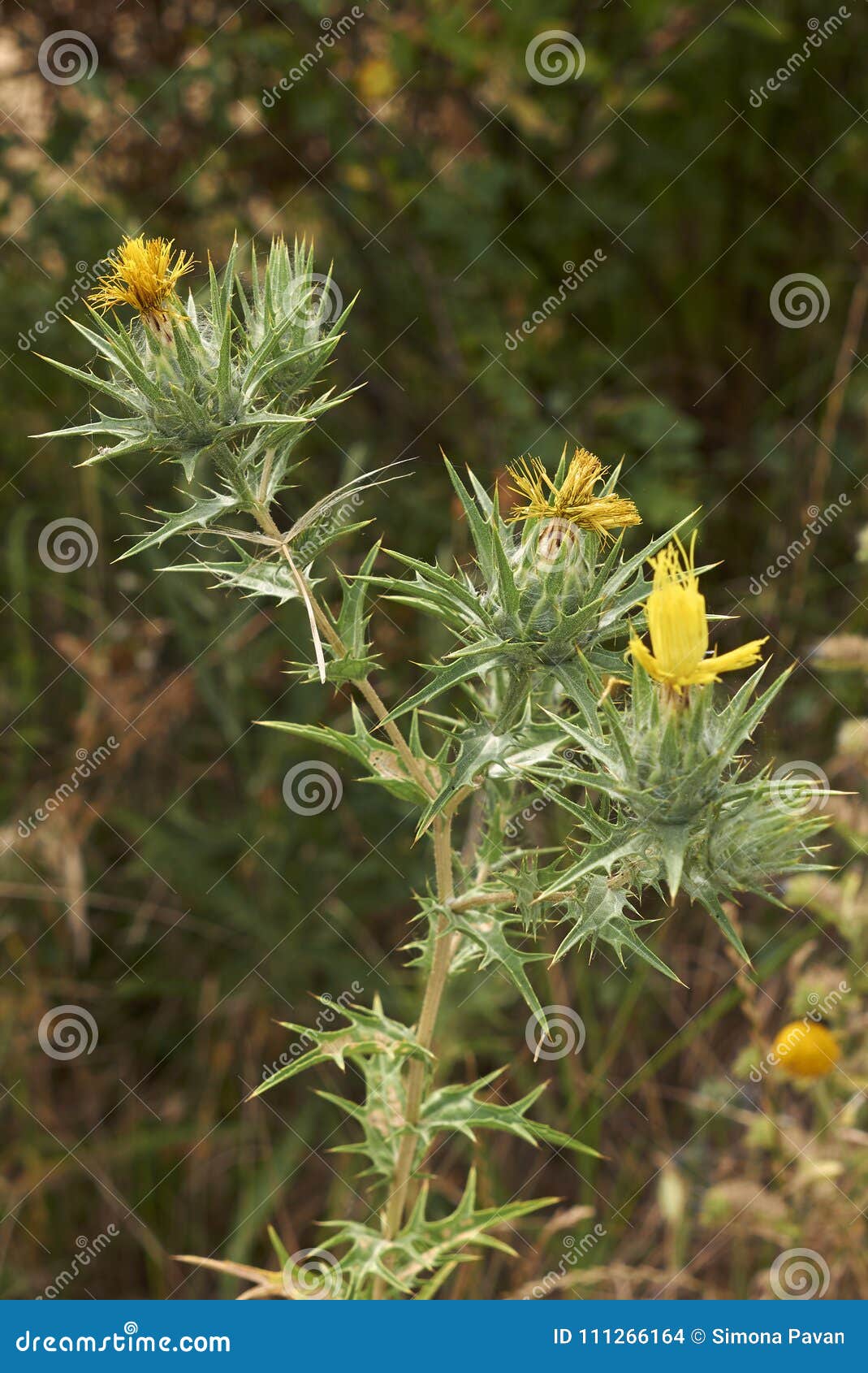 Planta Lanatus Del Carthamus Foto de archivo - Imagen de alazor, brote ...