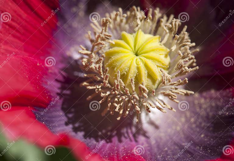 A planta medicinal foto de stock. Imagem de jardim, opiato - 73523662