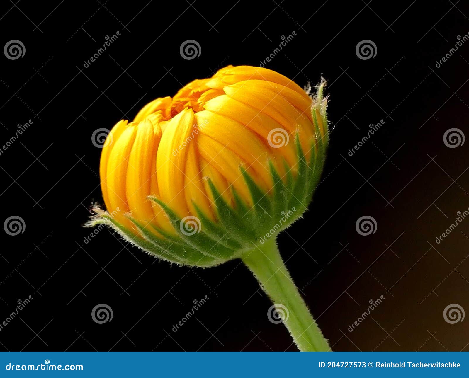 Planta Medicinal Com Flor Fechada Imagem de Stock - Imagem de florescer ...