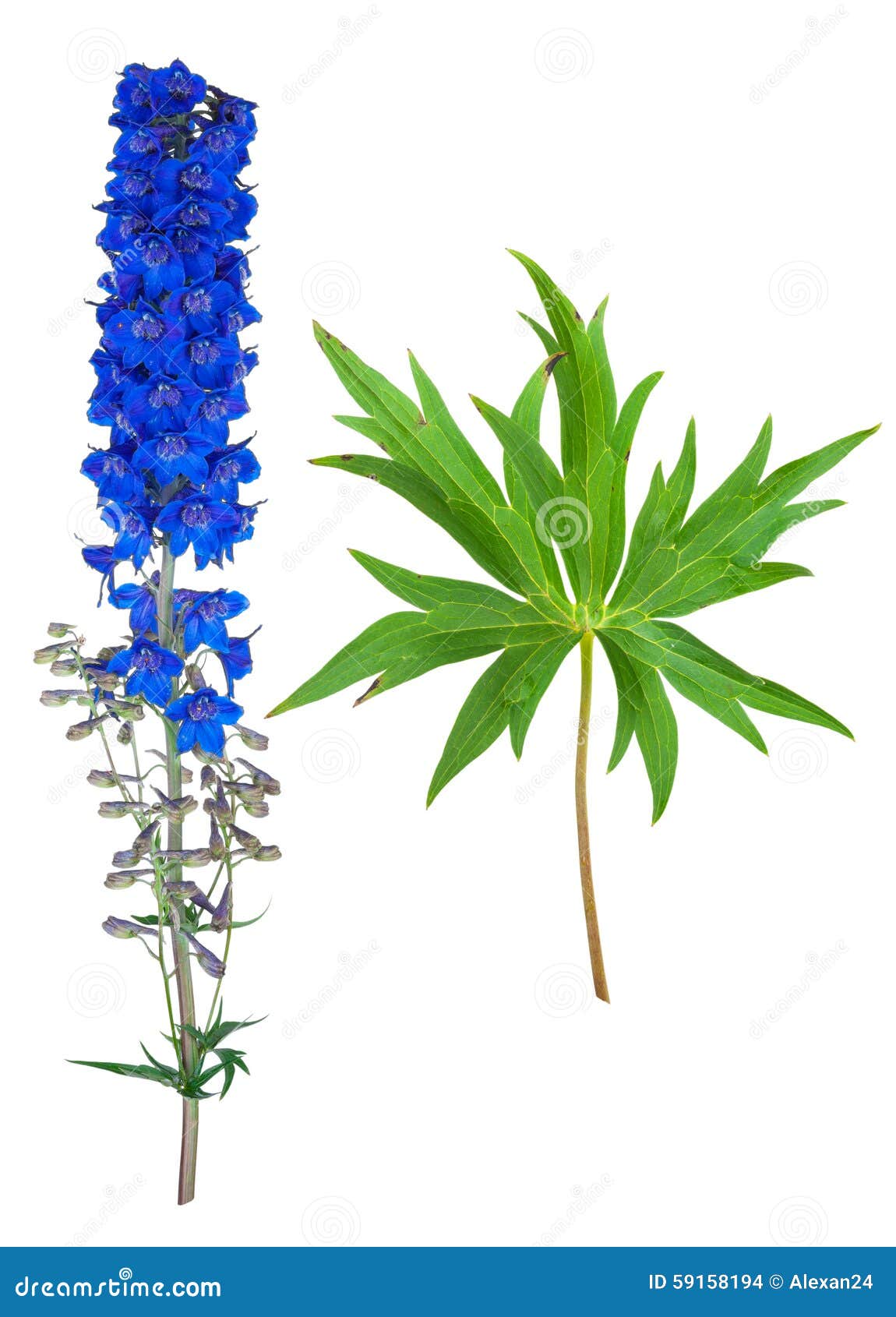 Planta medicinal: Delfinio foto de archivo. Imagen de cubo - 59158194