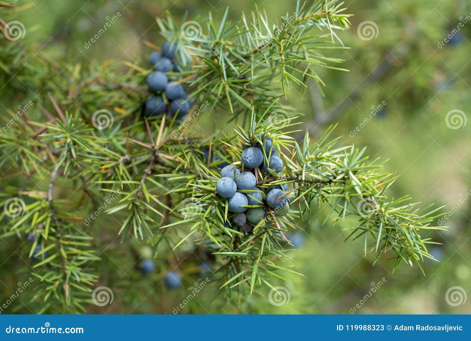 Planta Medicinal - Juniperus Communis Imagen de archivo - Imagen de ...