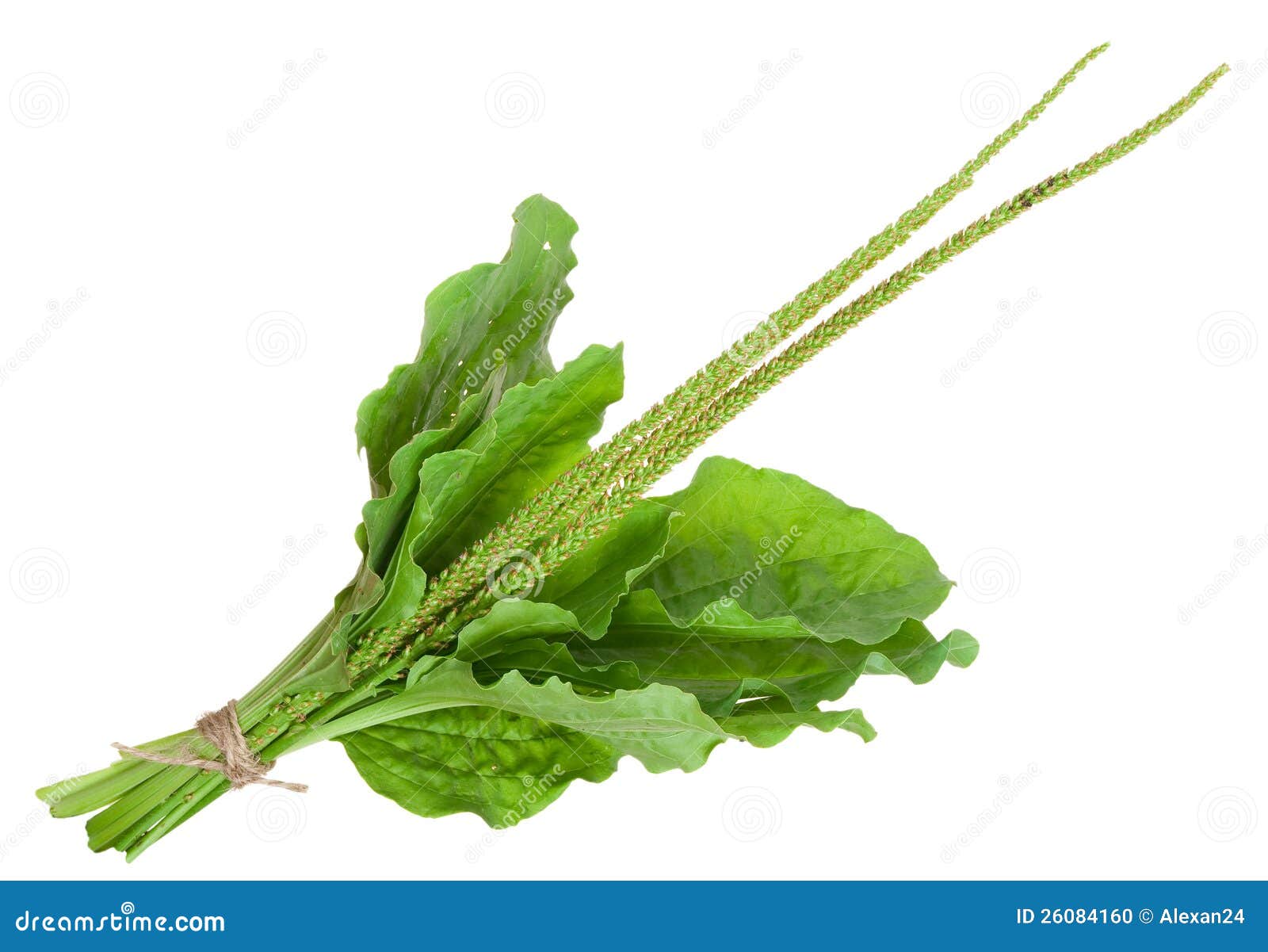 Planta medicinal. Llantén foto de archivo. Imagen de frescura - 26084160