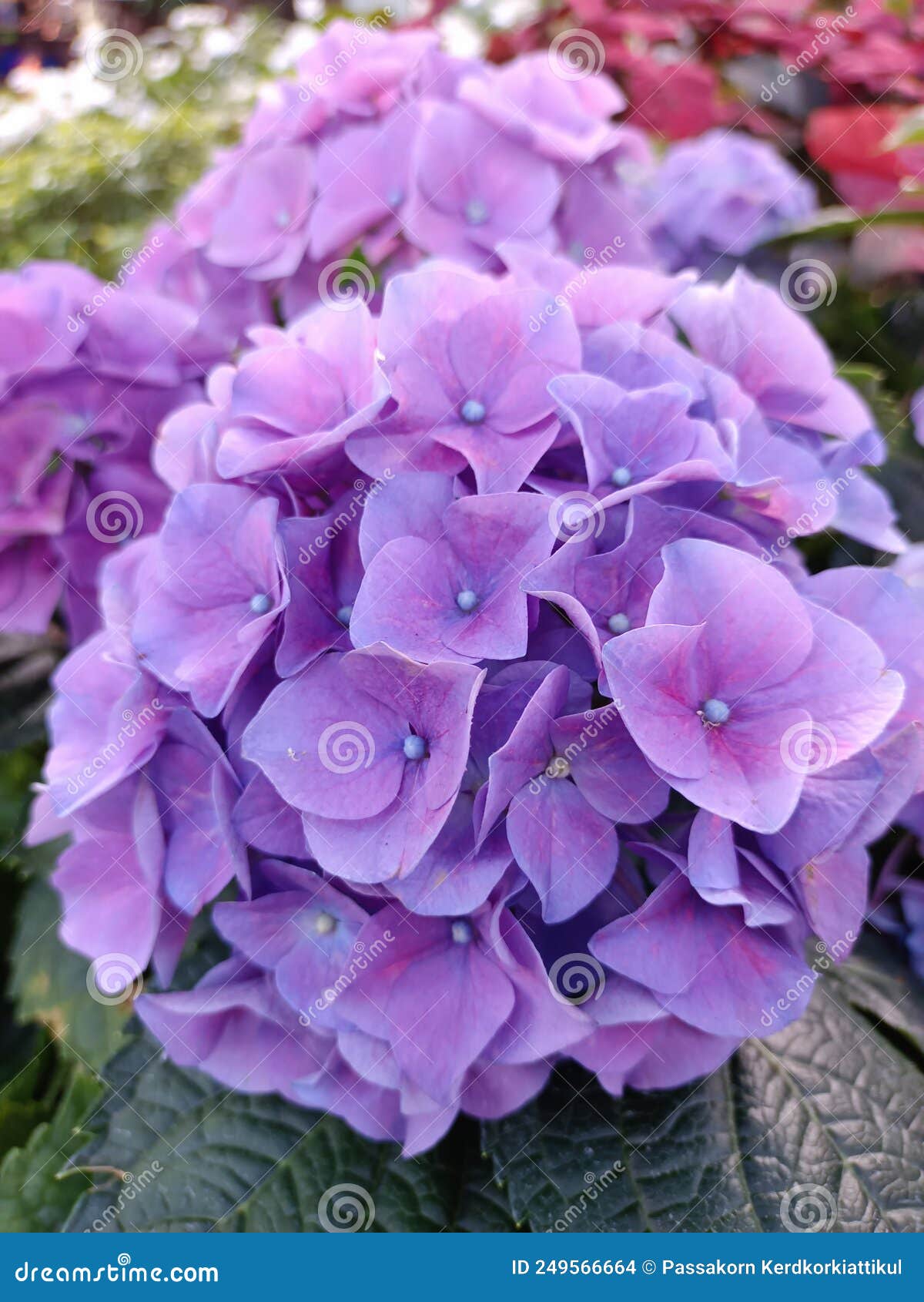 Planta morada de flores foto de archivo. Imagen de rosa - 249566664