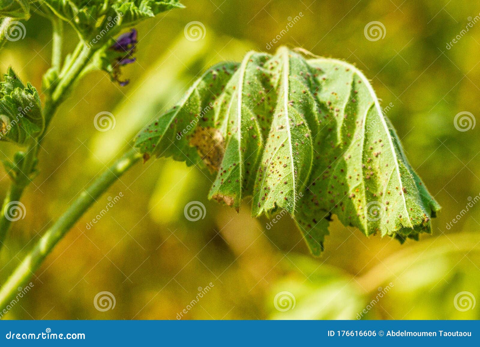 Planta Murcha Com Pústulas De Ferrugem Foto de Stock - Imagem de perda ...