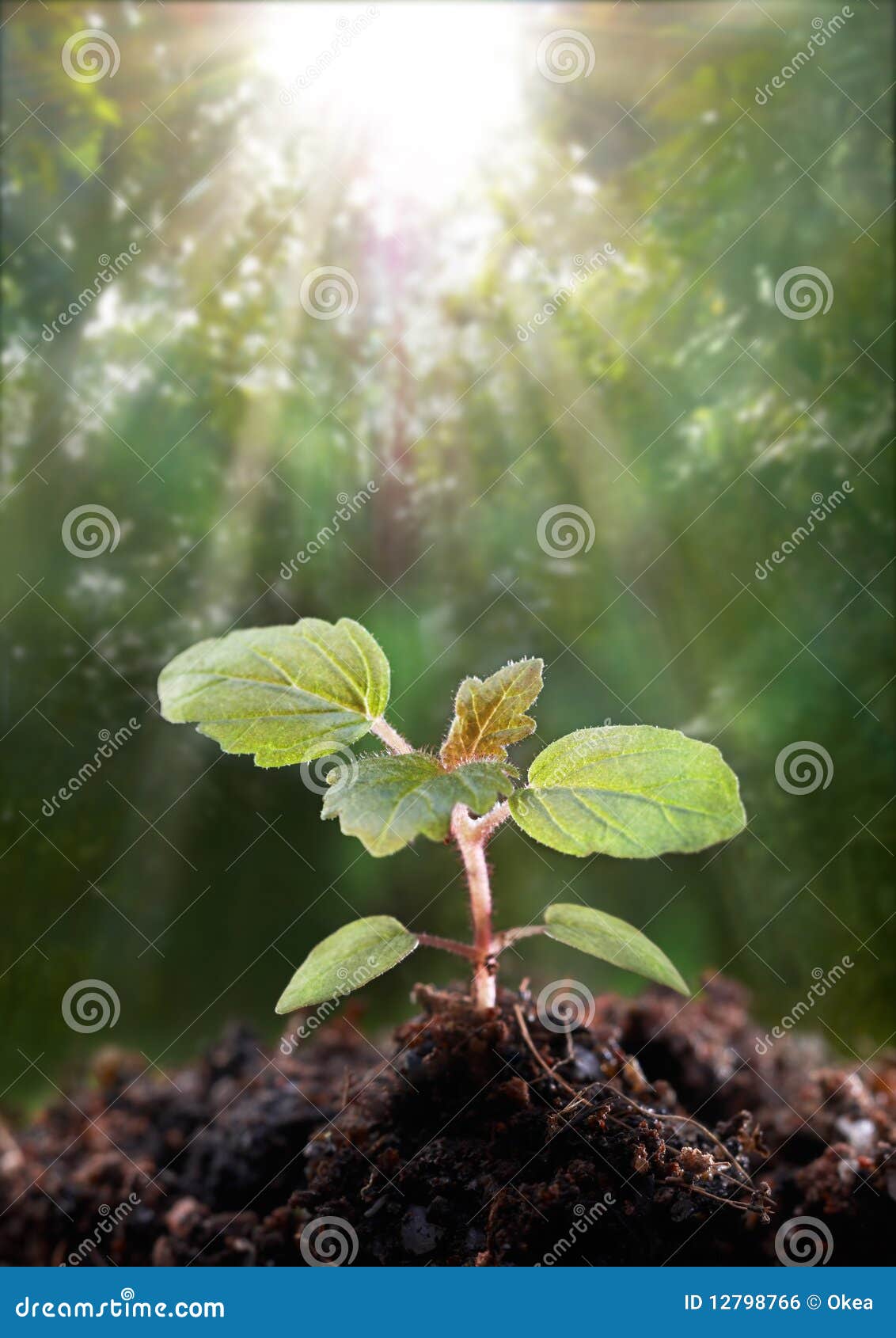 Planta nova foto de stock. Imagem de idéia, sunbeam, planta - 12798766