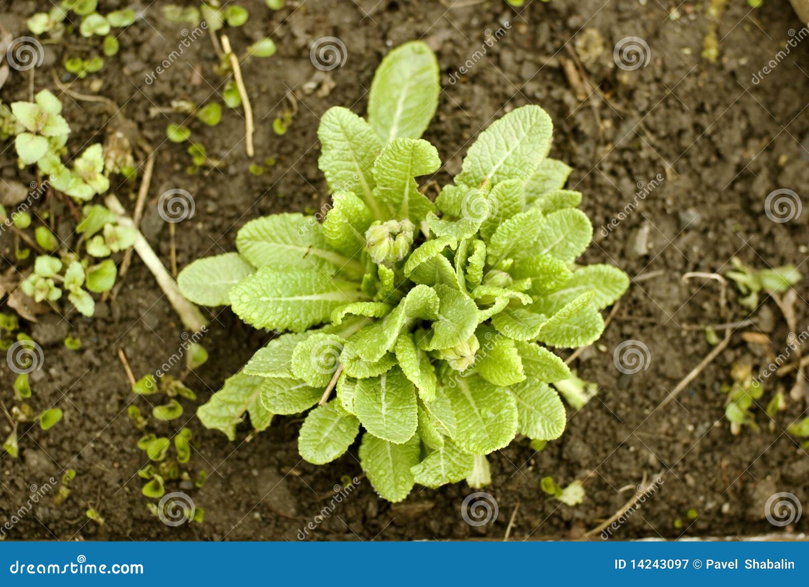 Planta nova imagem de stock. Imagem de pétalas, orvalho - 14243097