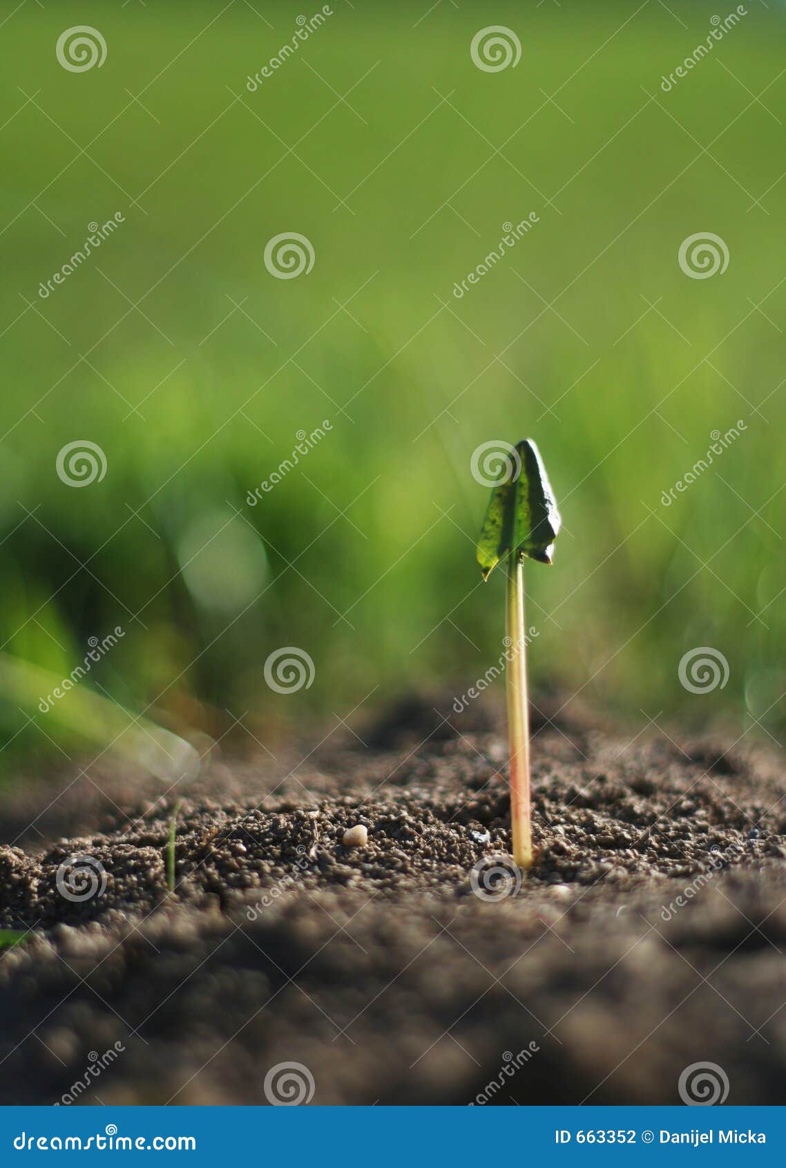 Planta nova foto de stock. Imagem de folha, plantas, semente - 663352