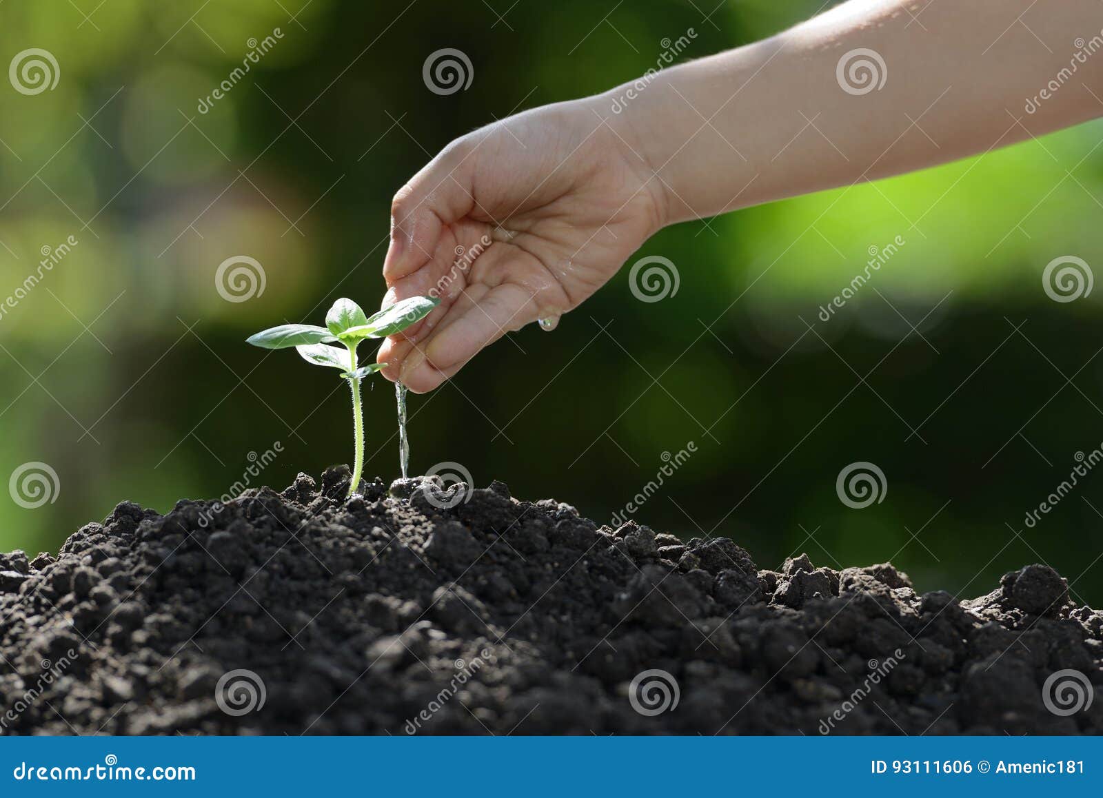 Planta nova foto de stock. Imagem de agricultura, semear - 93111606