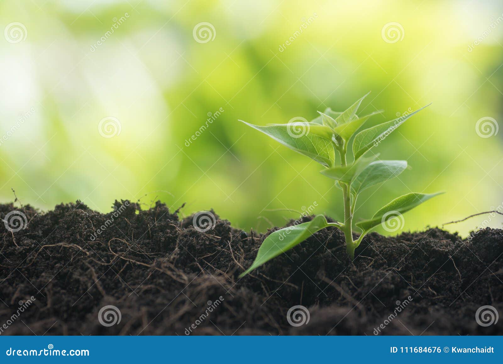 Planta Nova Que Cresce Do Solo Foto de Stock - Imagem de sementeira ...