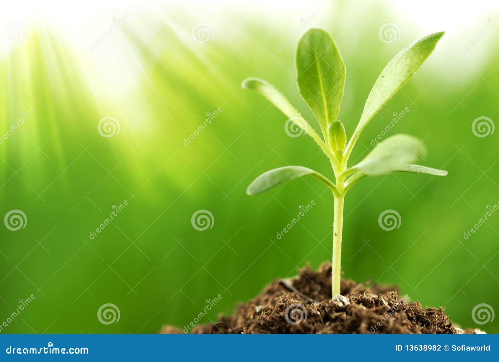 Planta Nova Que Cresce Na Luz Do Sol Foto de Stock - Imagem de fulgor ...