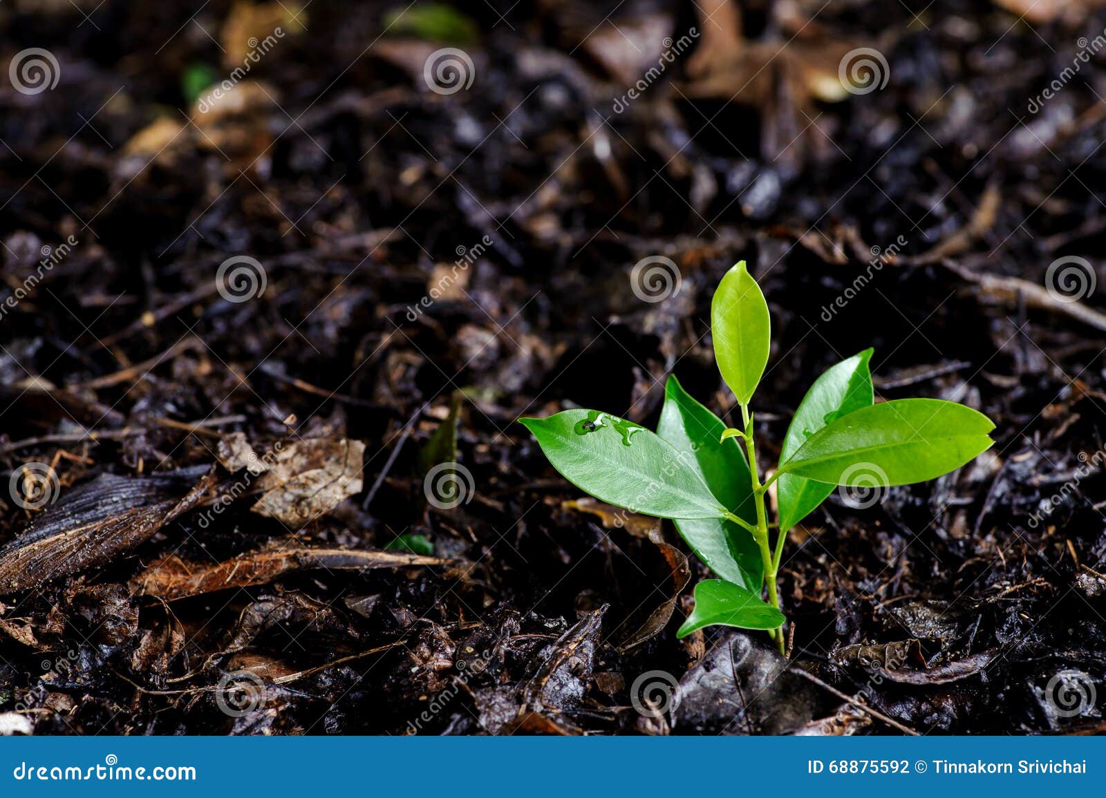 Planta Nova Que Cresce No Solo Foto de Stock - Imagem de folha, vida ...