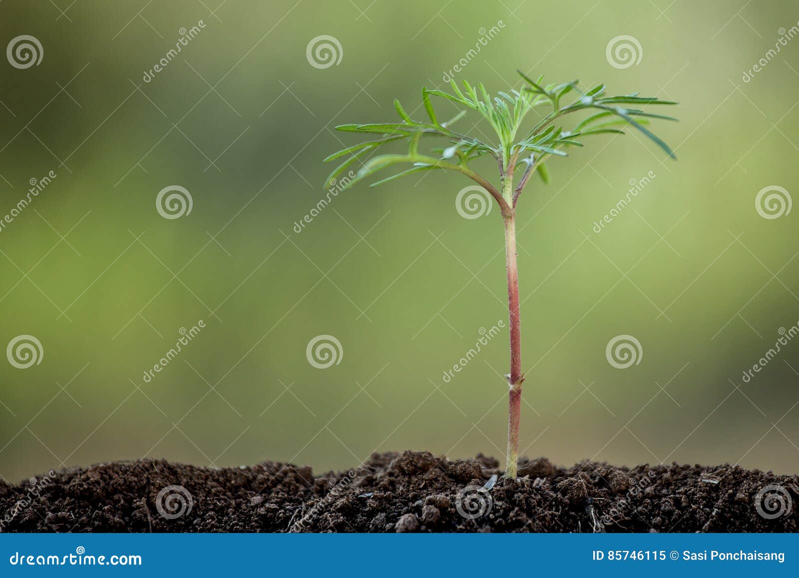 Planta Nova Que Cresce No Solo Imagem de Stock - Imagem de folha ...