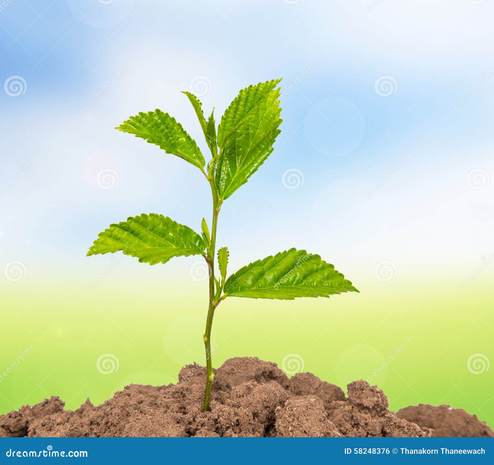 Planta Nova - Vida Nova Que Cresce Na Mola Foto de Stock - Imagem de ...