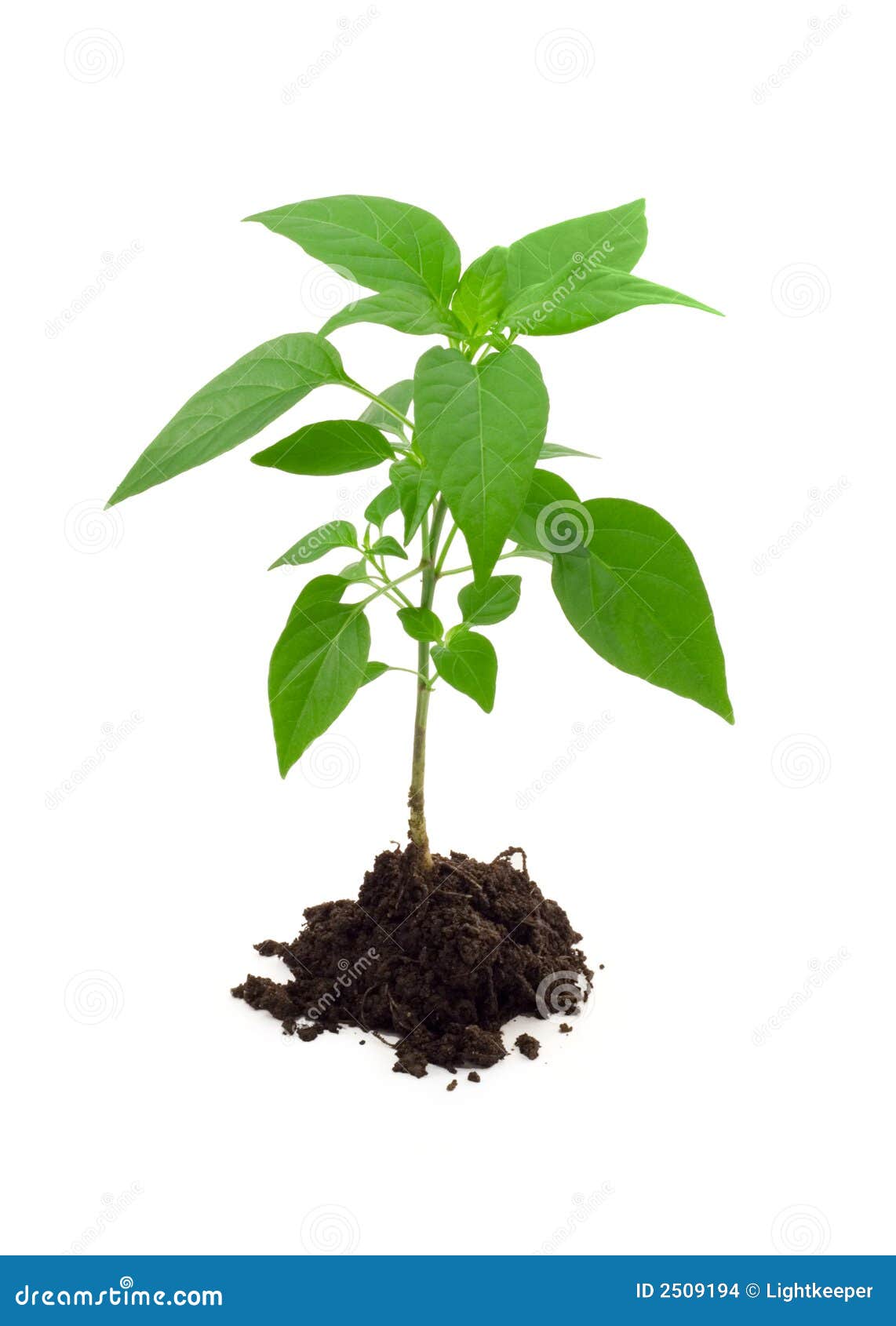 Planta nova vigorosa foto de stock. Imagem de sementeira - 2509194