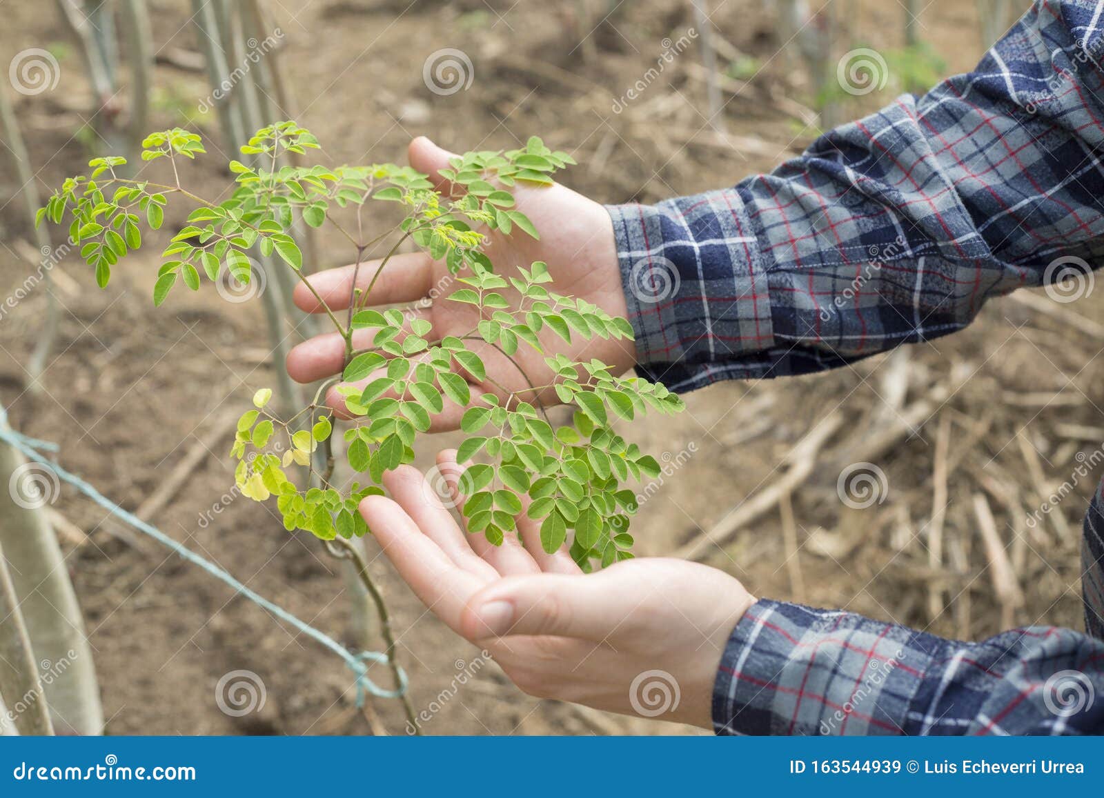 Planta Nutricional De Moringa - Moringa Oleifera Imagen de archivo ...