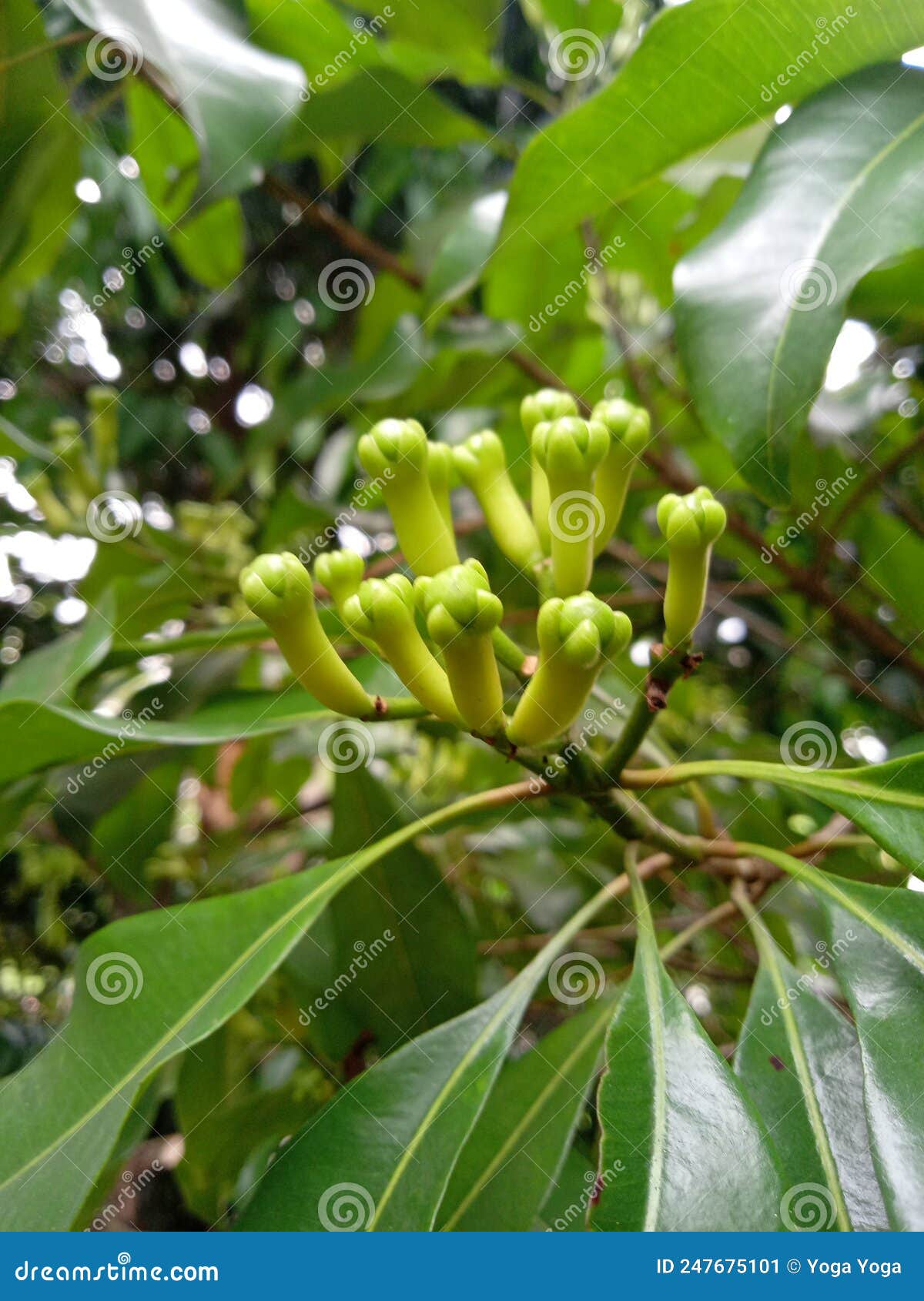 Planta ornamental de clavo imagen de archivo. Imagen de clavo - 247675101