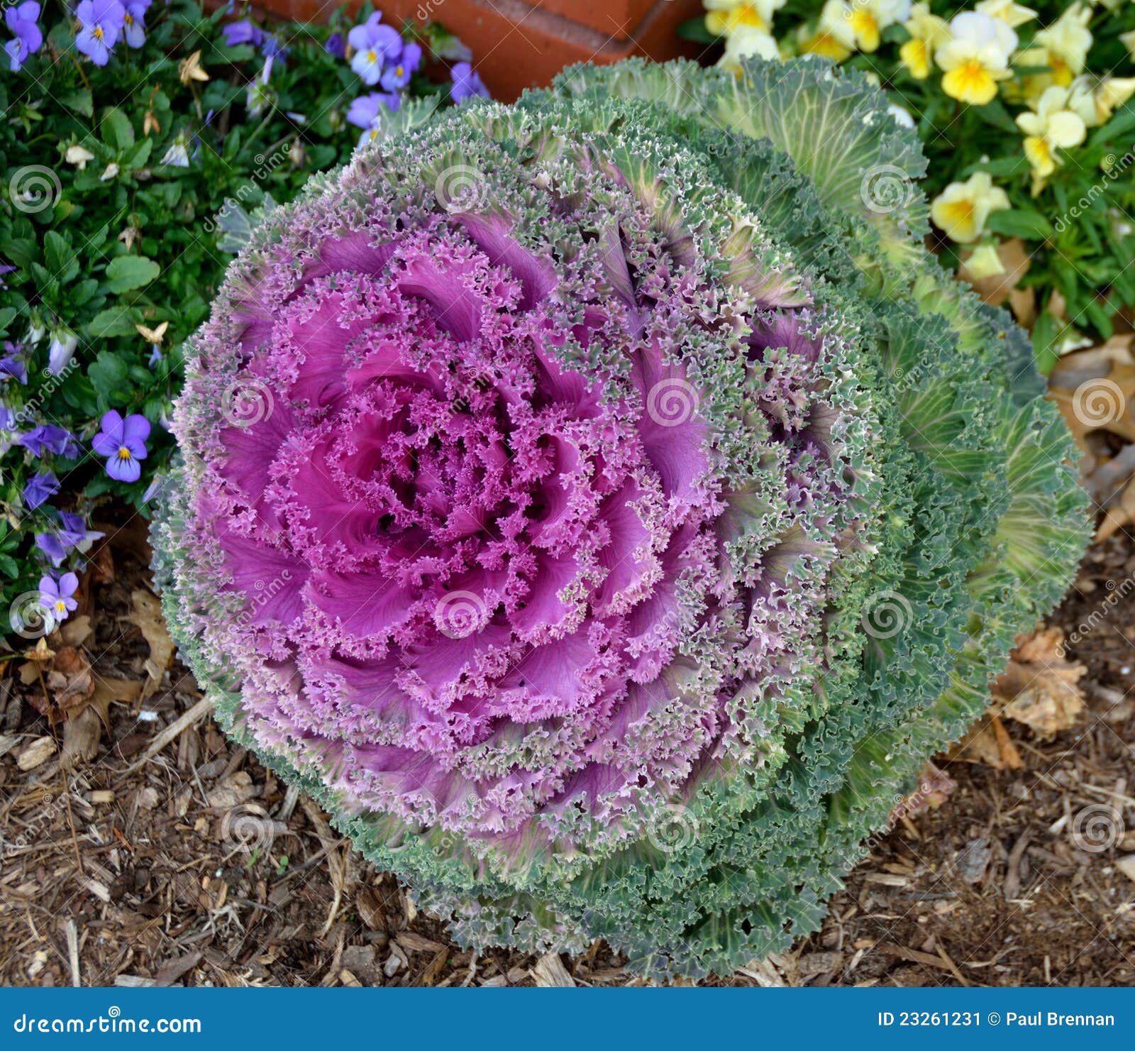 Planta Ornamental De La Col Rizada Imagen de archivo - Imagen de ...