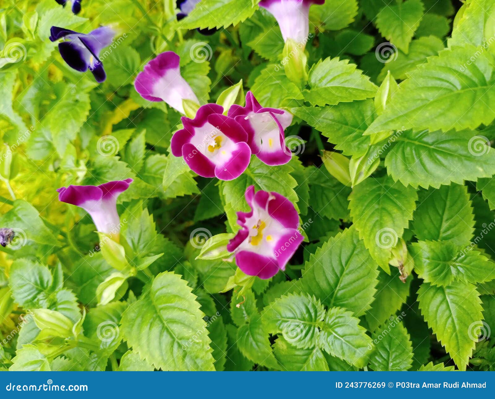 Planta Ornamental De Payaso Blanco Rosa Tomada El 21 De Marzo De 2022 ...