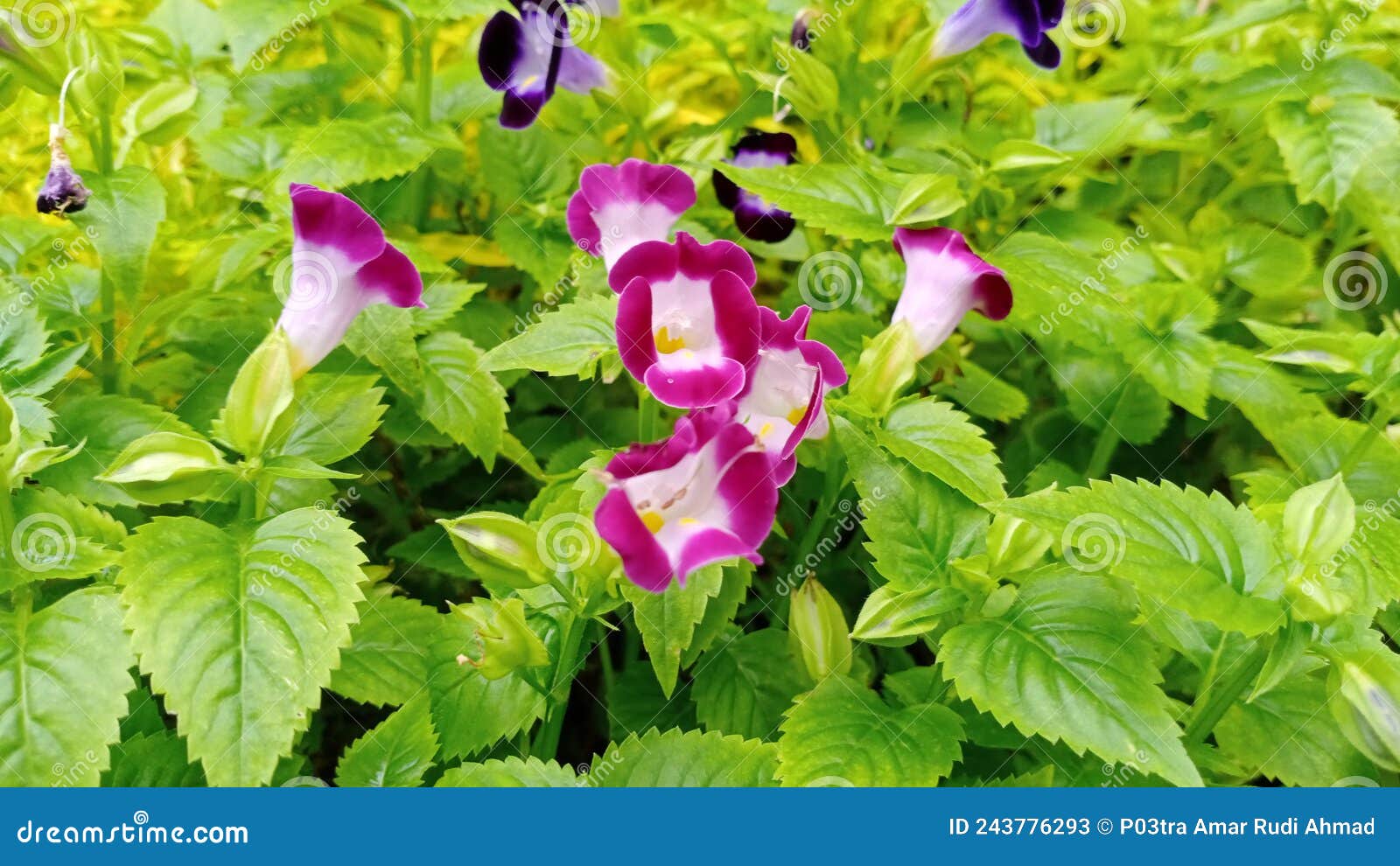 Planta Ornamental De Payaso Blanco Rosa Tomada El 21 De Marzo De 2022 ...